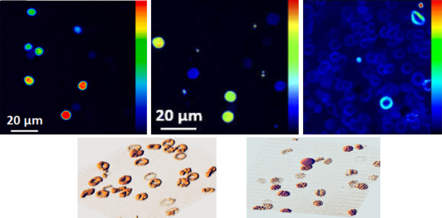 Experimental Biology – Institute of Molecular Biology